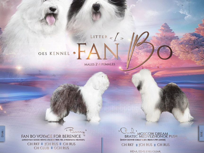 Бобтейл, староанглийская овчарка