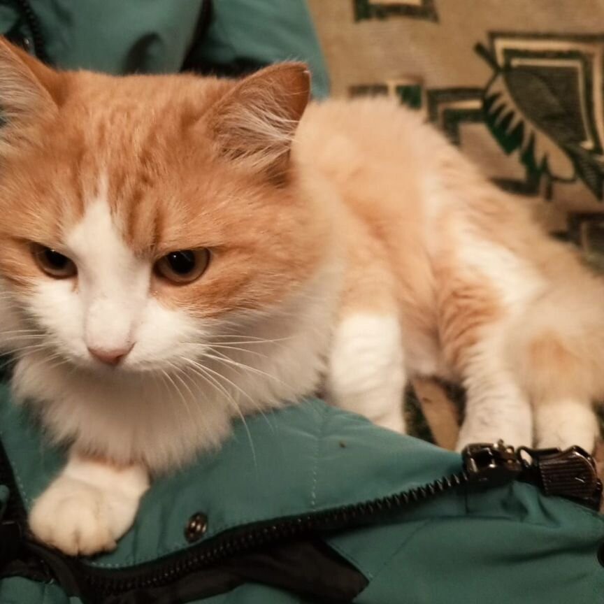 Котята в добрые руки бесплатно коты