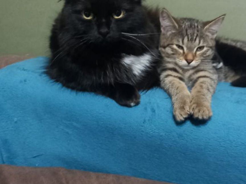 Кот в добрые руки бесплатно