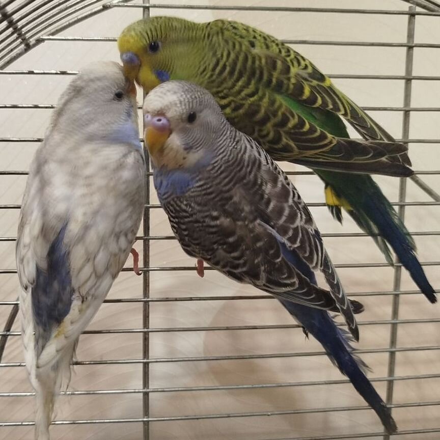 Птенцы волнистого попугая