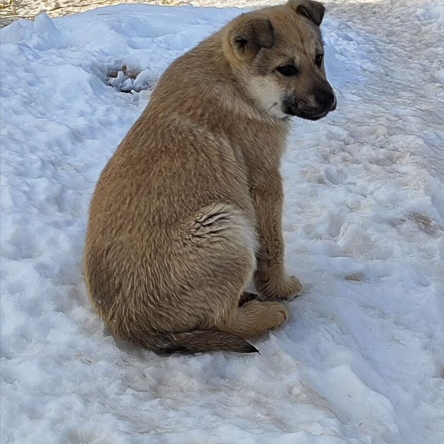 Щенок мальчик 3 мес