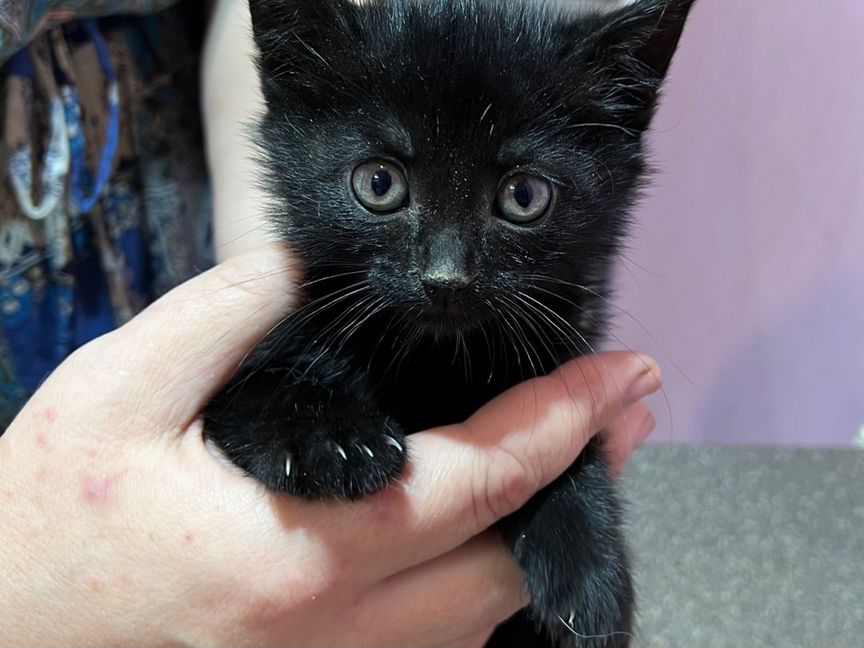 Котенок уголек 1,5 мес мальчик в добрые руки дар