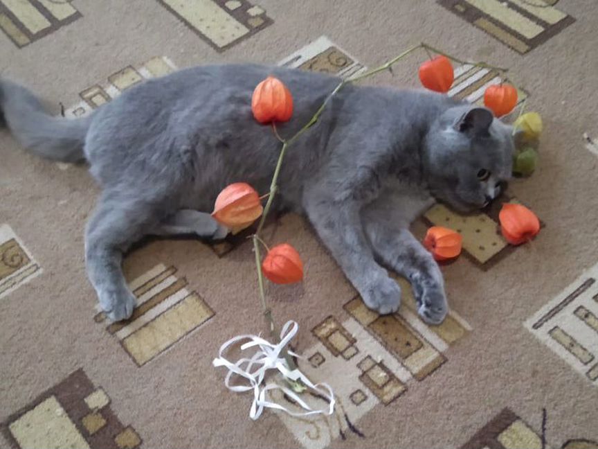 Два очаровательных котика в надежные руки