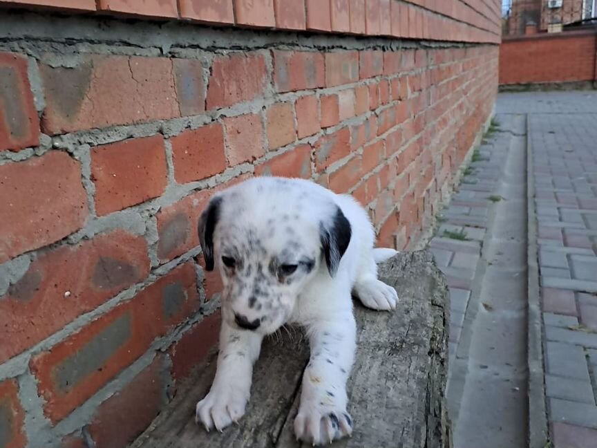 Маленькие щенки помесь долматина