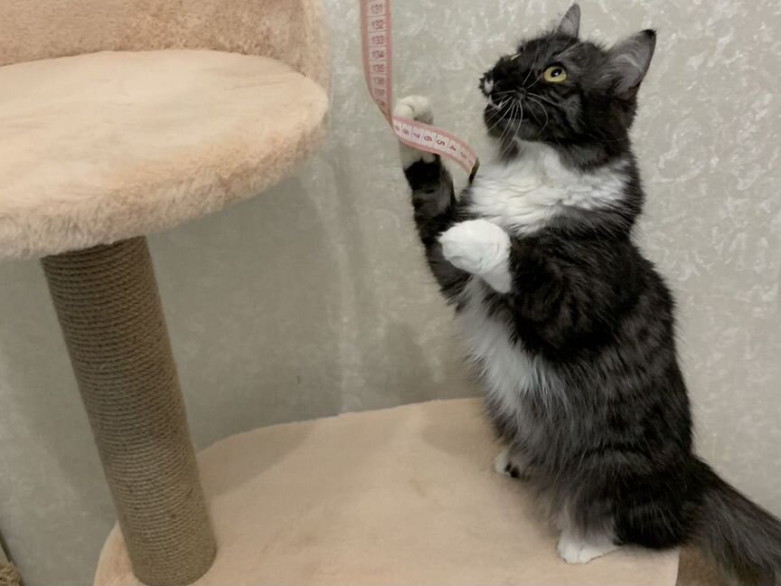 Игровой домик для кошек