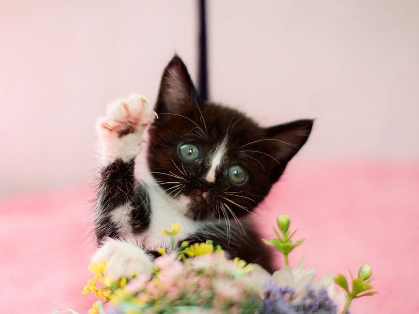 Котёнок-сирота ищет родителей