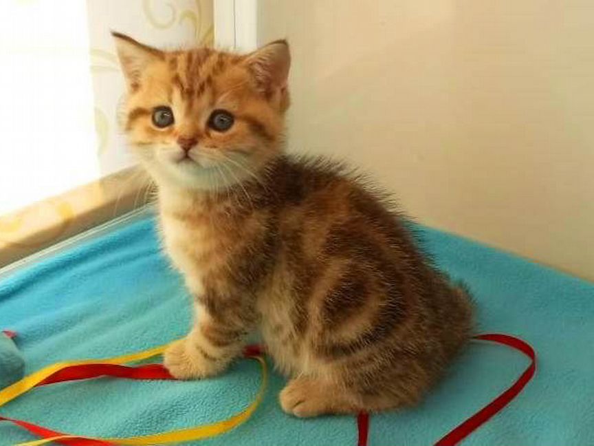 Золотая шиншилла ny 22