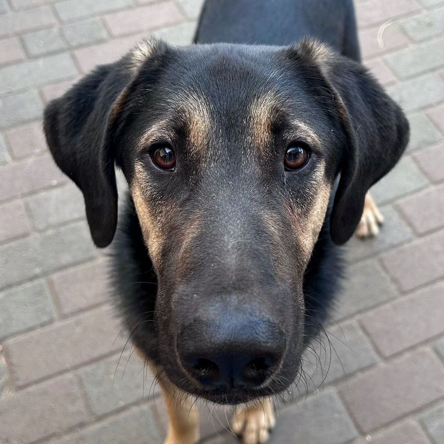 Кобель молодой