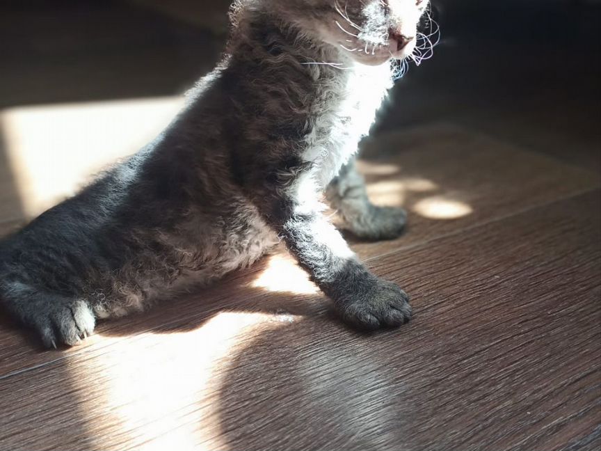 Котята сфинкс