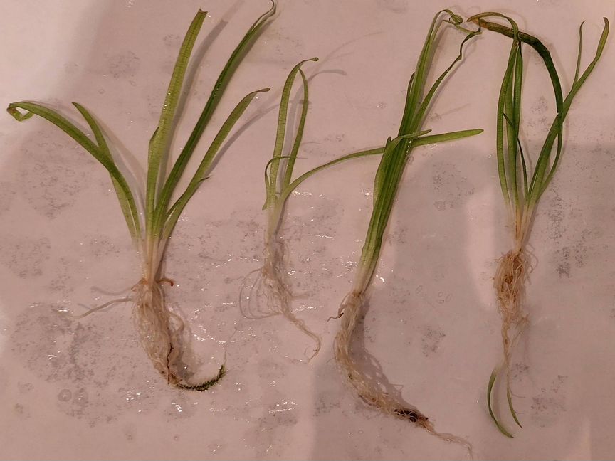 Сагиттария (sagittaria) Стрелолист шиловидный