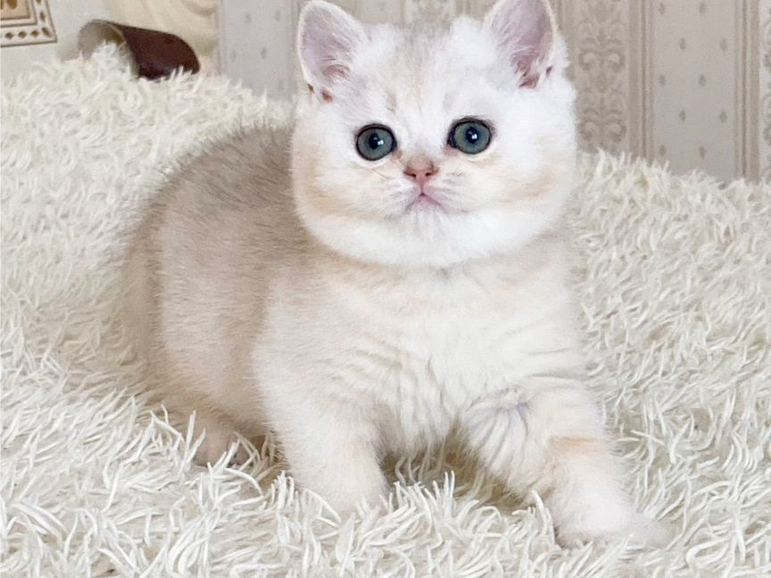 Британский мальчик в окрасе ns11