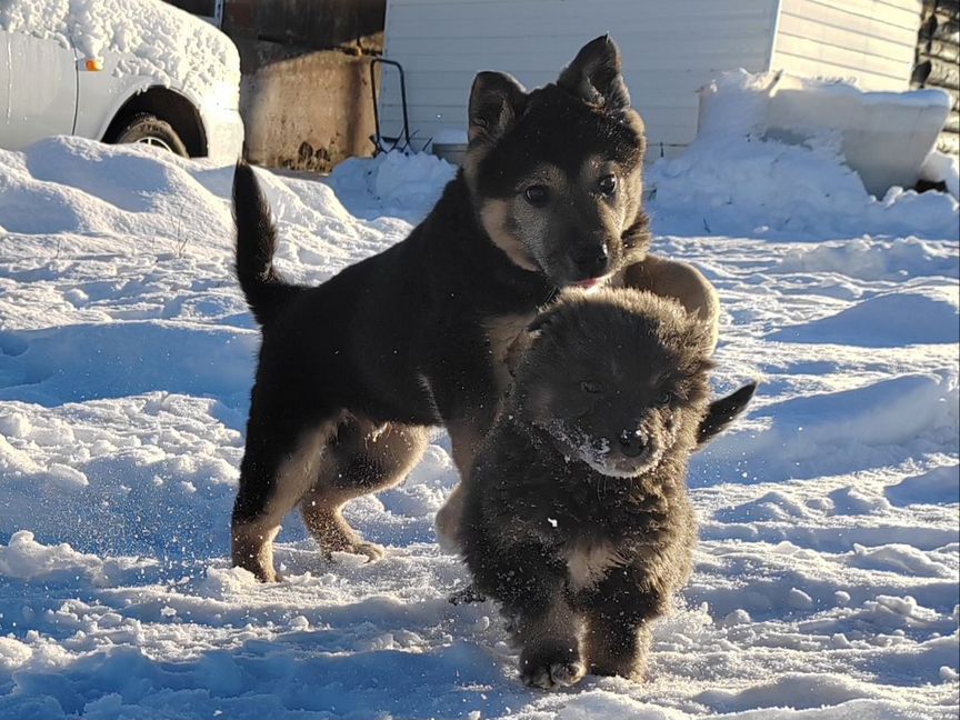 Щенки