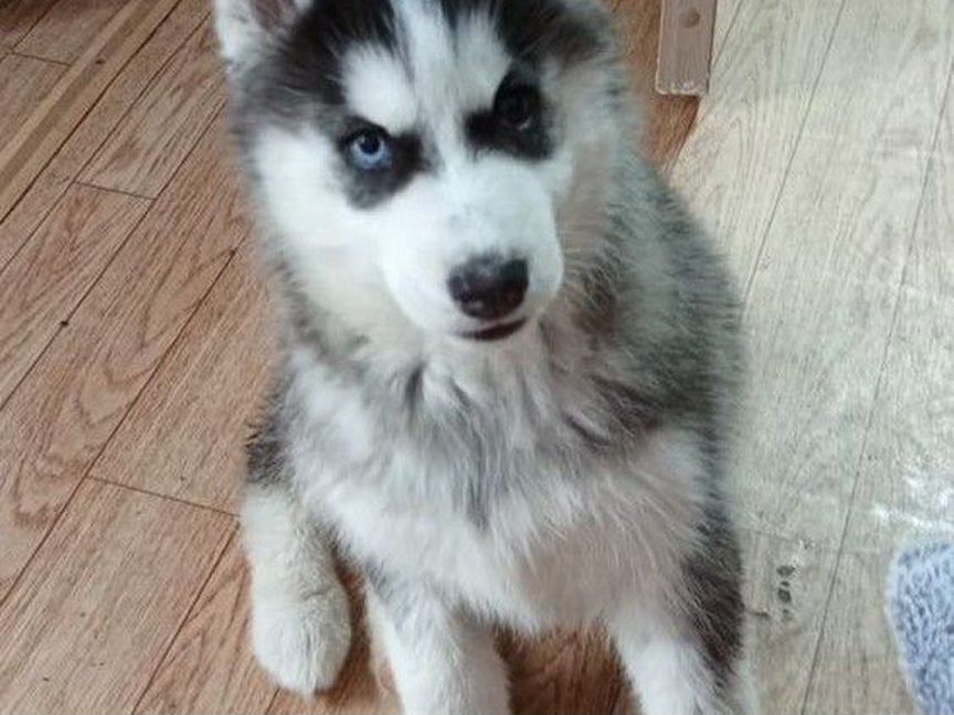 Сибирский хаски