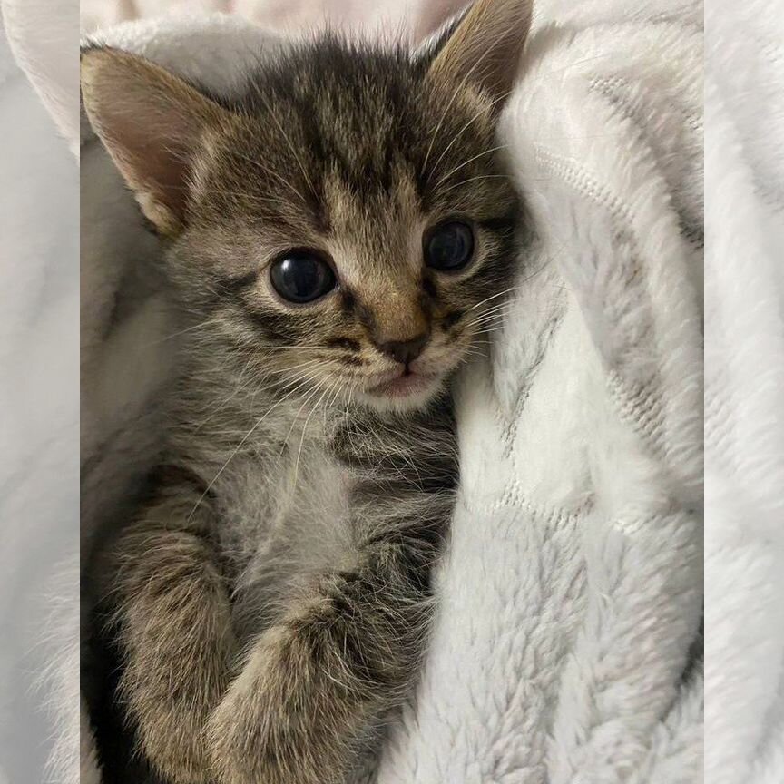 Котёнок в добрые руки