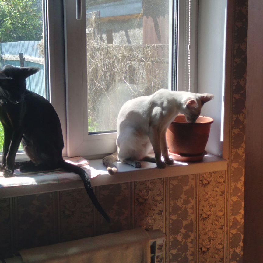 Котята породистые