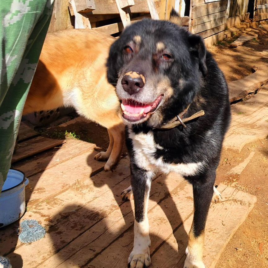 Взрослый пёс в добрые руки