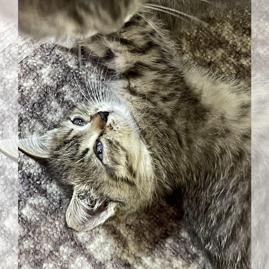 Котенок девочка