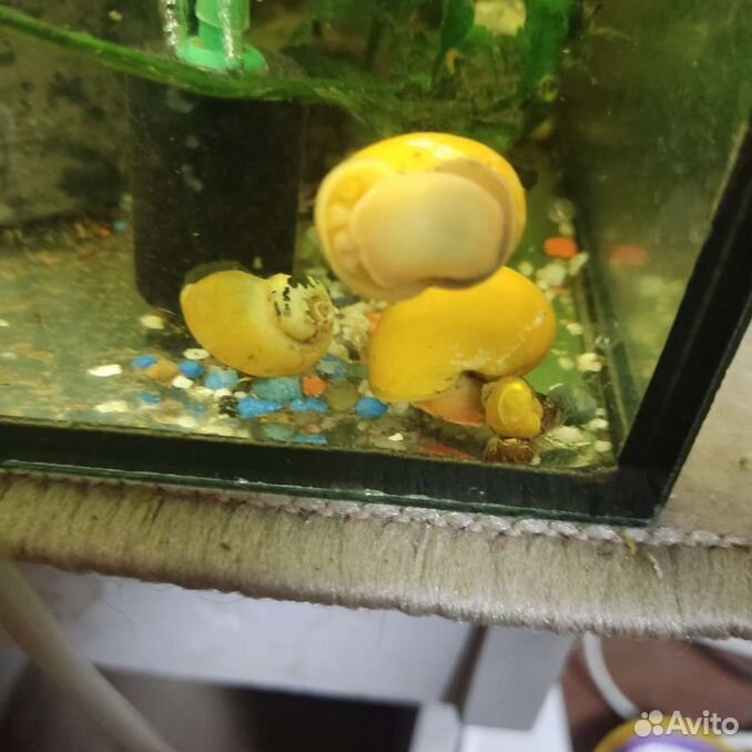 Аквариумные улитки (ампулярии и Мелании)