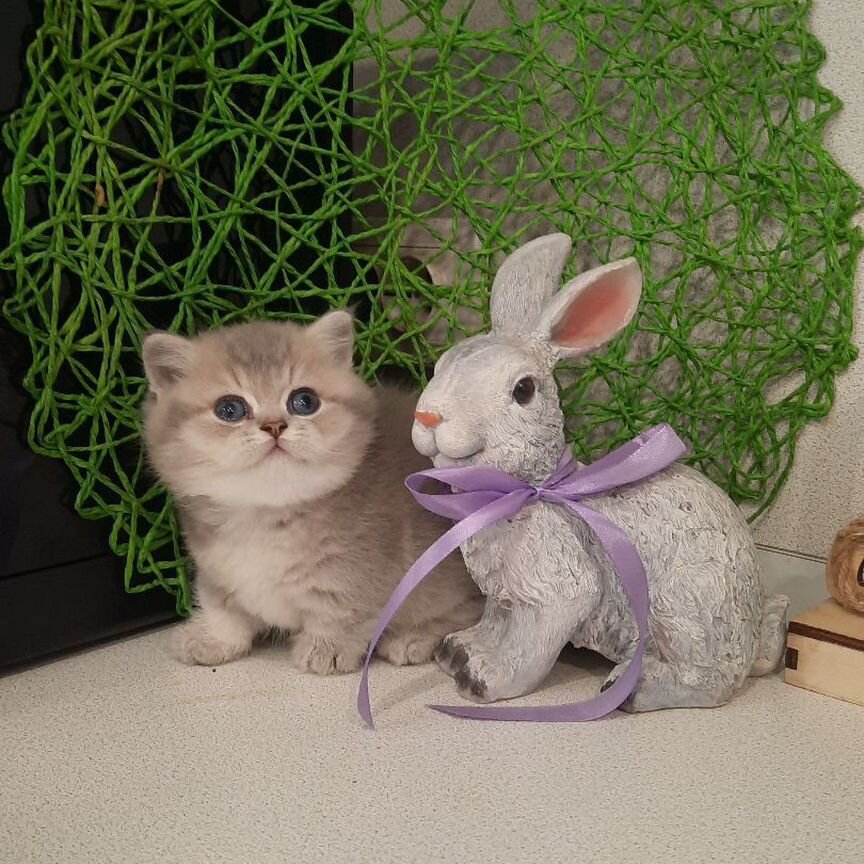 Котик манчкин мини