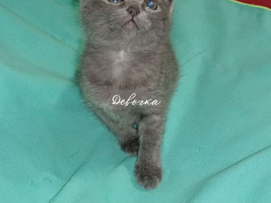 Серая плюшевая котёнок девочка в добрые руки