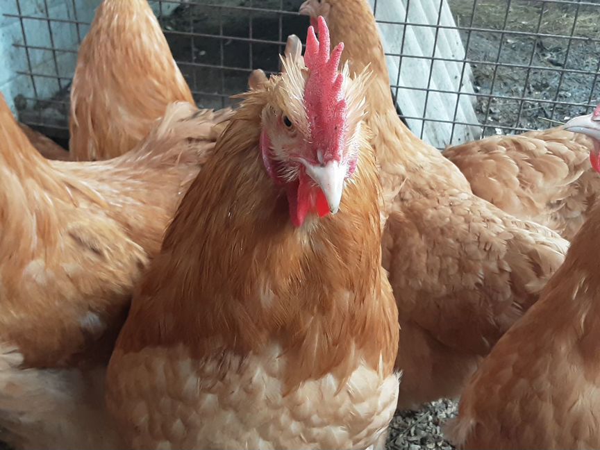 Петухи палевого орпингтона