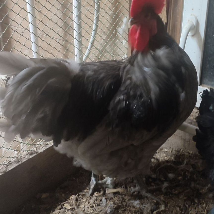 Семья Джерсийского гиганта