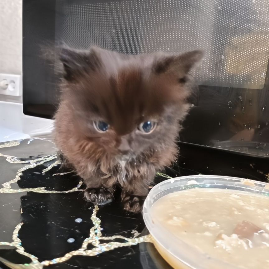 Котёнок в добрые руки