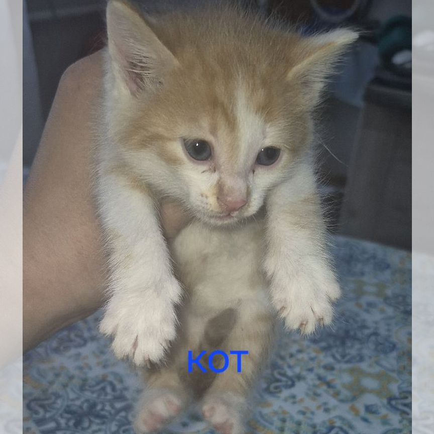 Котёнок в добрые руки