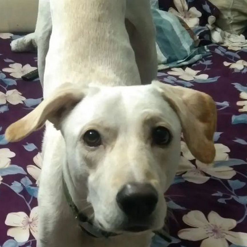 Взрослый пёс в добрые руки