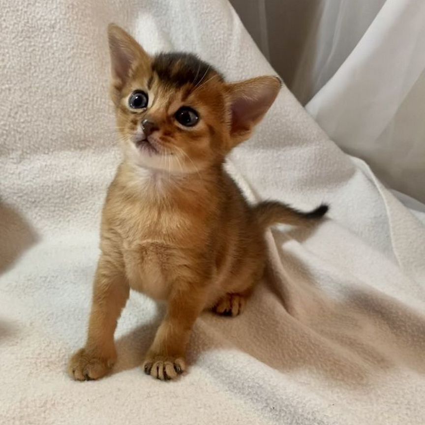 Абиссинский котенок
