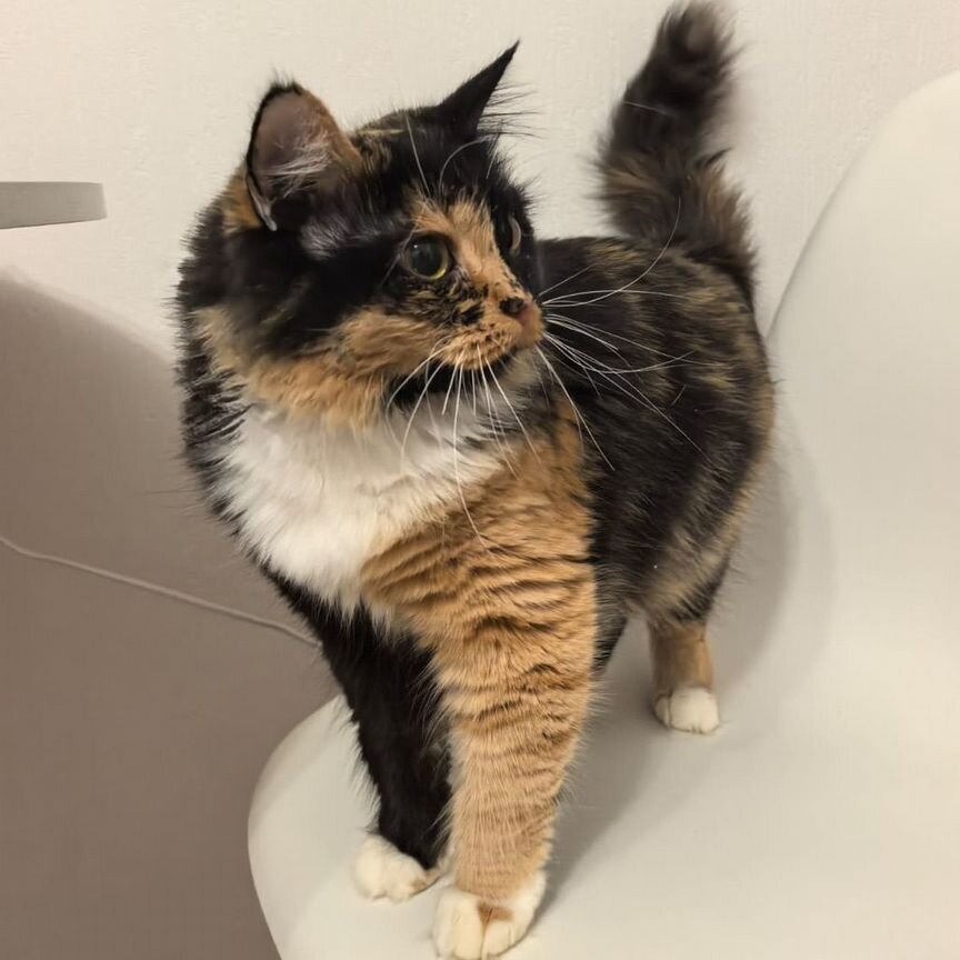 Взрослая кошка в добрые руки