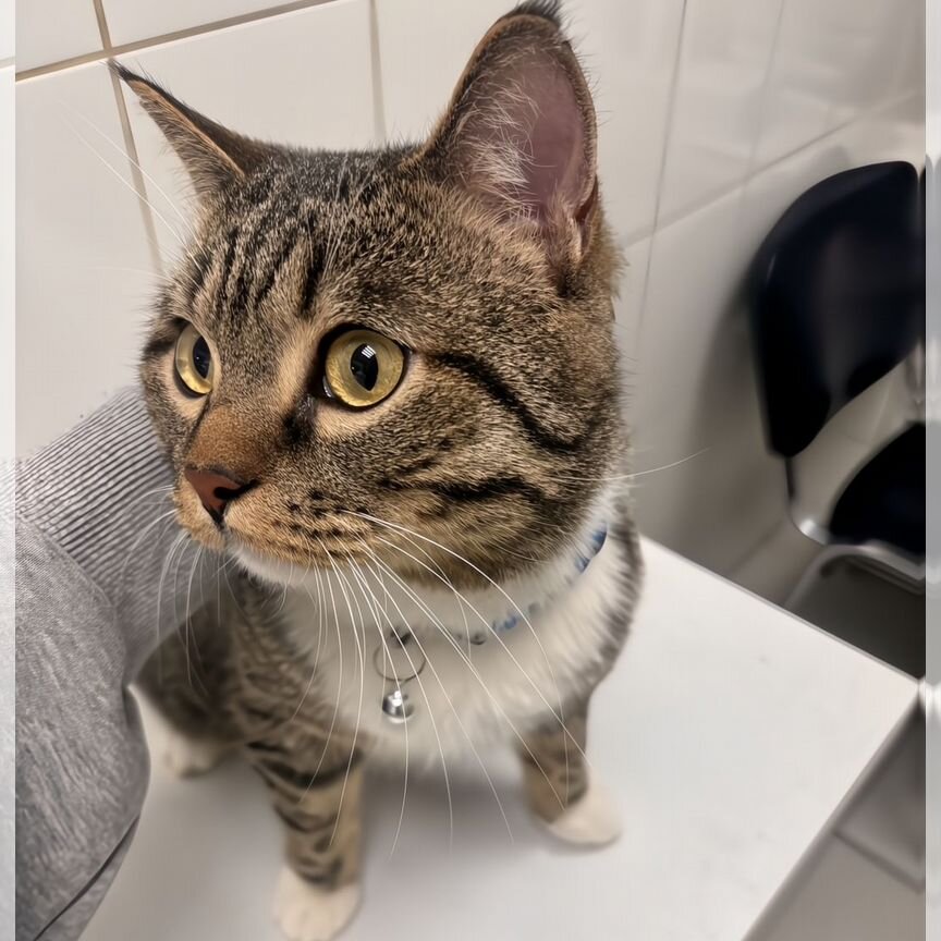 Взрослый кот в добрые руки