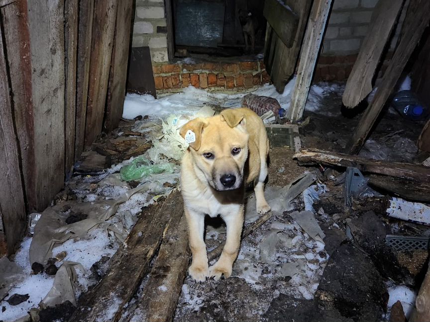 Собака в добрые руки отдам бесплатно