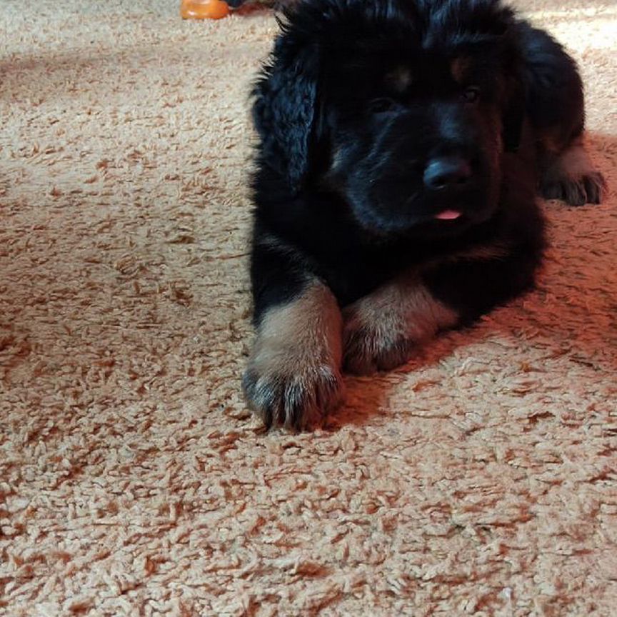 Тибетский мастиф