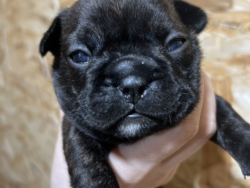 Французский бульдог