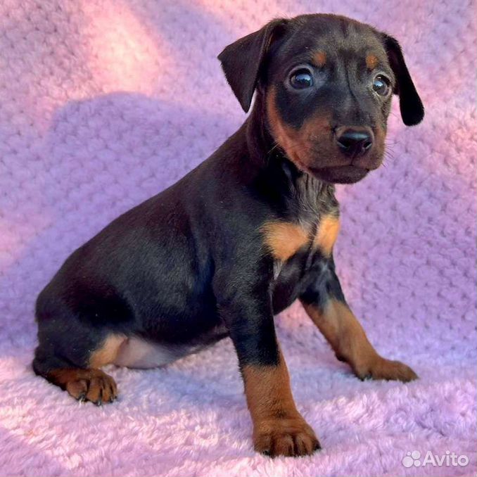 Щенки цвергпинчера, девочка