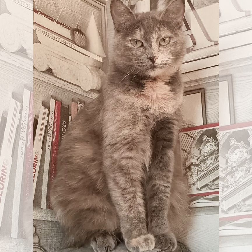 Взрослая, кошка в добрые руки
