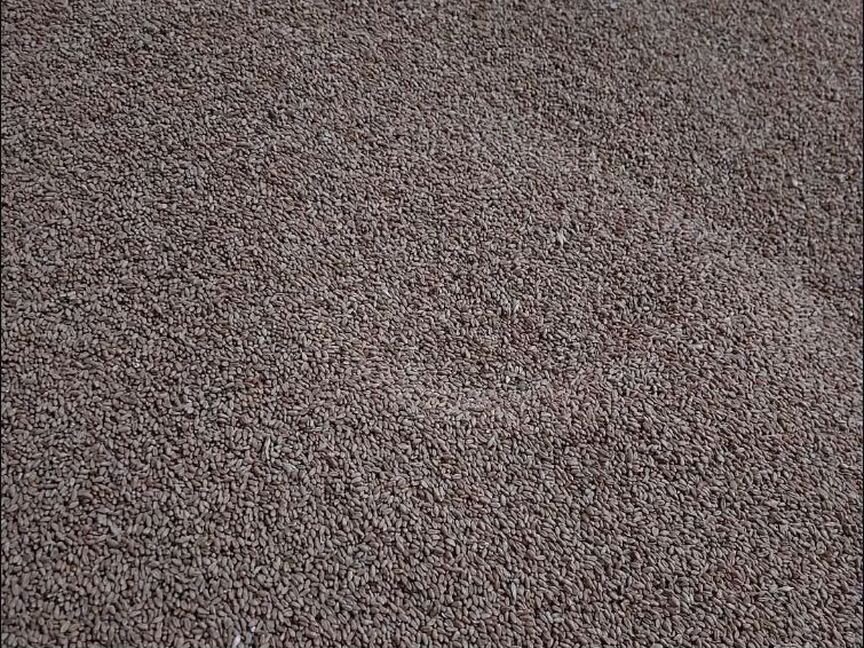 Гречиха, Пшеница озимая на корм