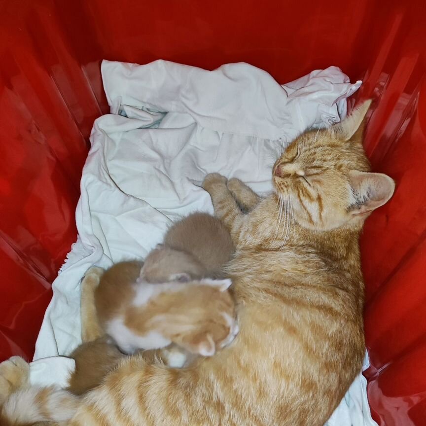 Котята в добрые руки бесплатно