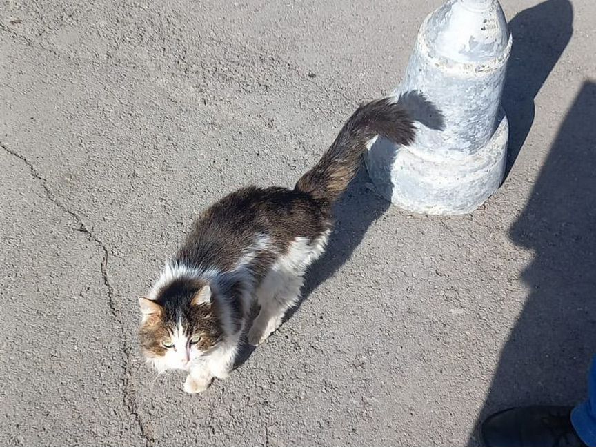Кошечка