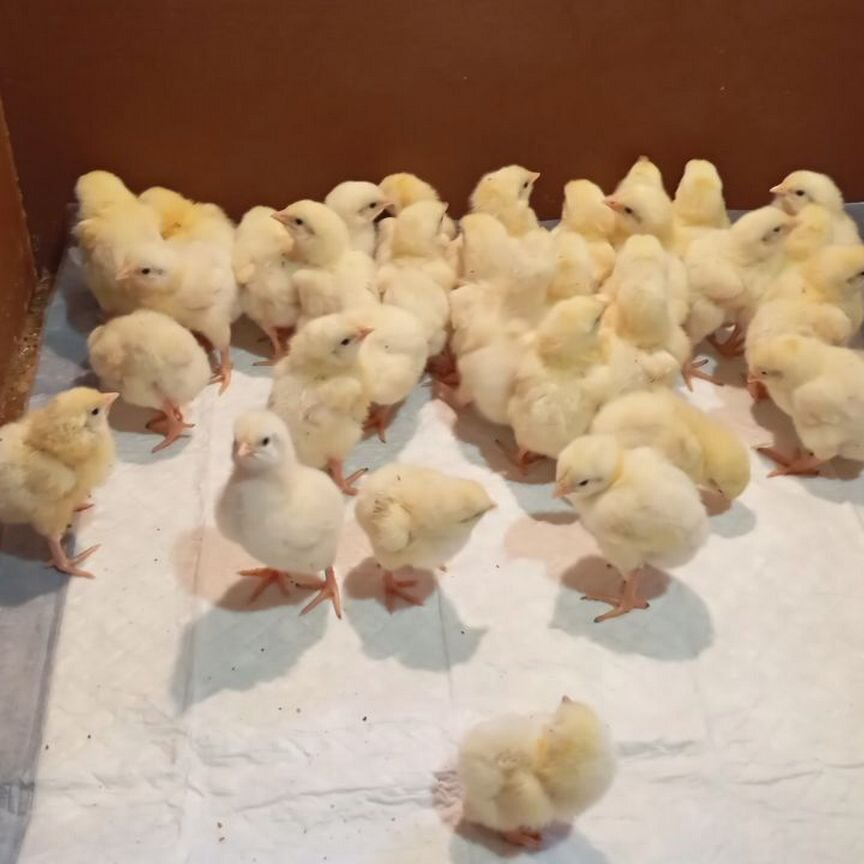 Цыплята бройлеры