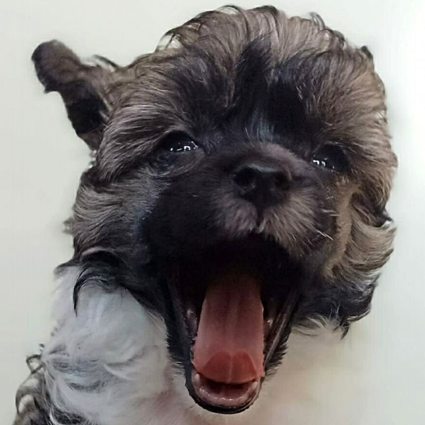 Китайская хохлатая, щенок