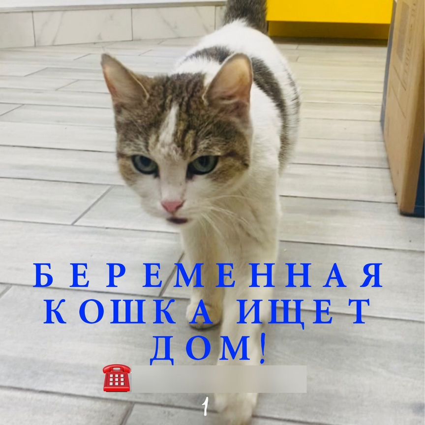 Беременной кошке нуден дом Она на улице