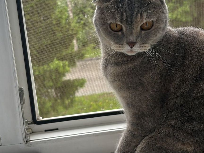 Отдадим в добрые руки. Шотландскую вислоухую