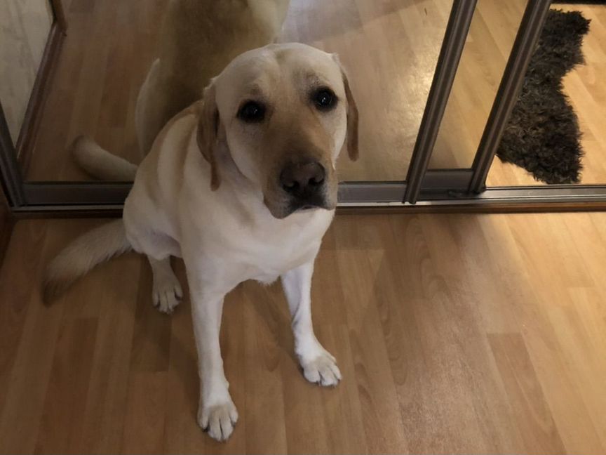 Кобель лабрадора вязка