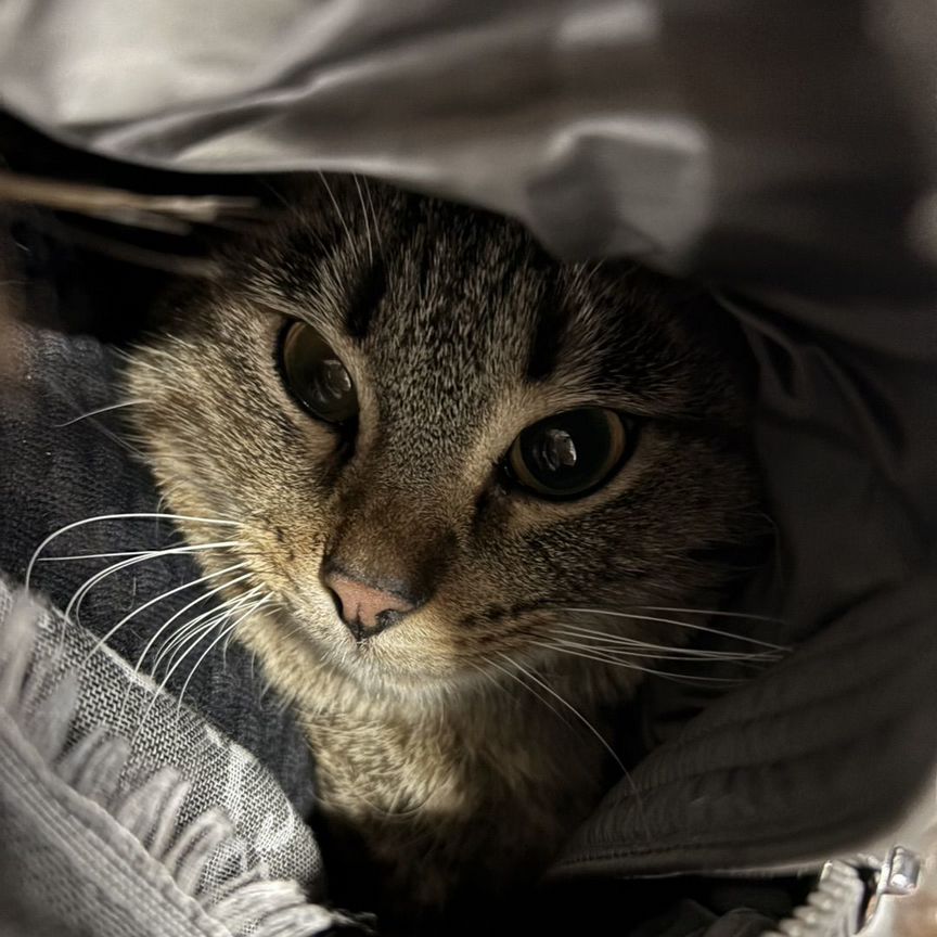Кошечка
