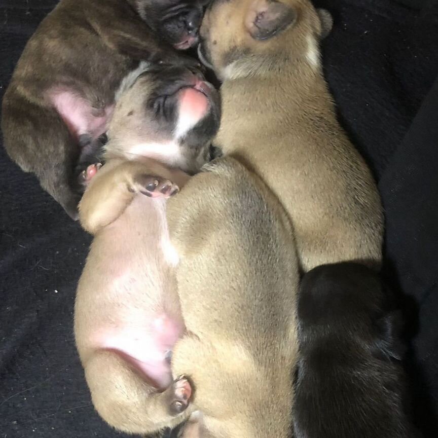 Французский бульдог щенки