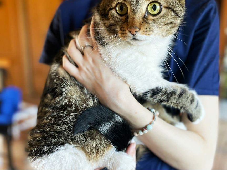 Кот