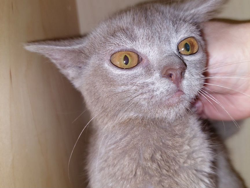 Голубая Ляйсан