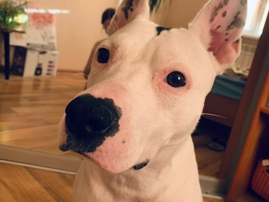 Собака в добрые руки